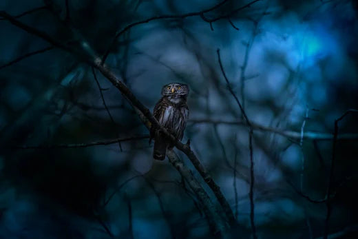 What is the symbolism of the owl as a totem animal ? – Runes de Chêne